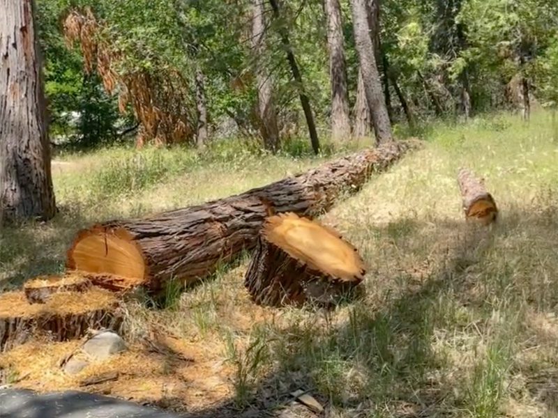 Defensible Space: Before, During, After | Hargo's Land Management