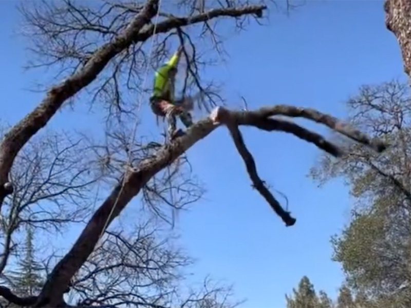 Watch: Removing a Hazardous Tree | Hargo's Land Management