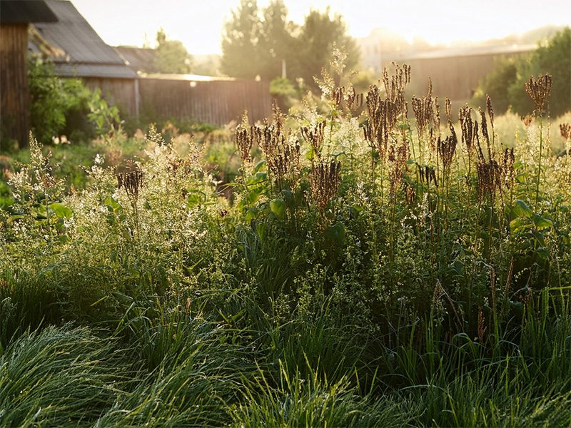 Weed Abatement, Control, and Removal | Serving Placerville, Shingle ...